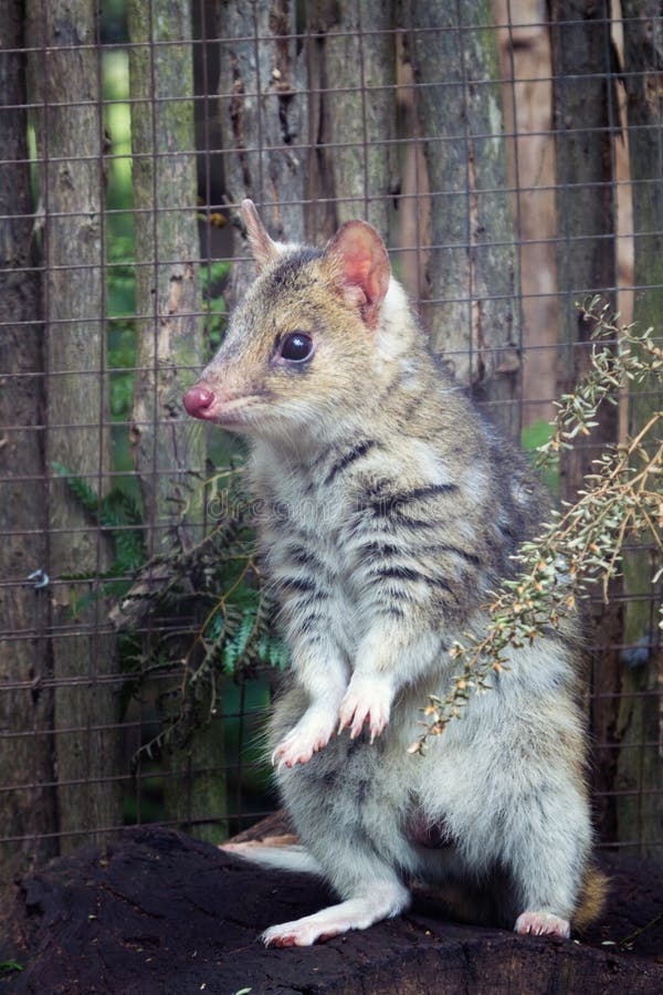 Eastern Spotted Quoll stock photo. Image of wild, scavenger - 35687788