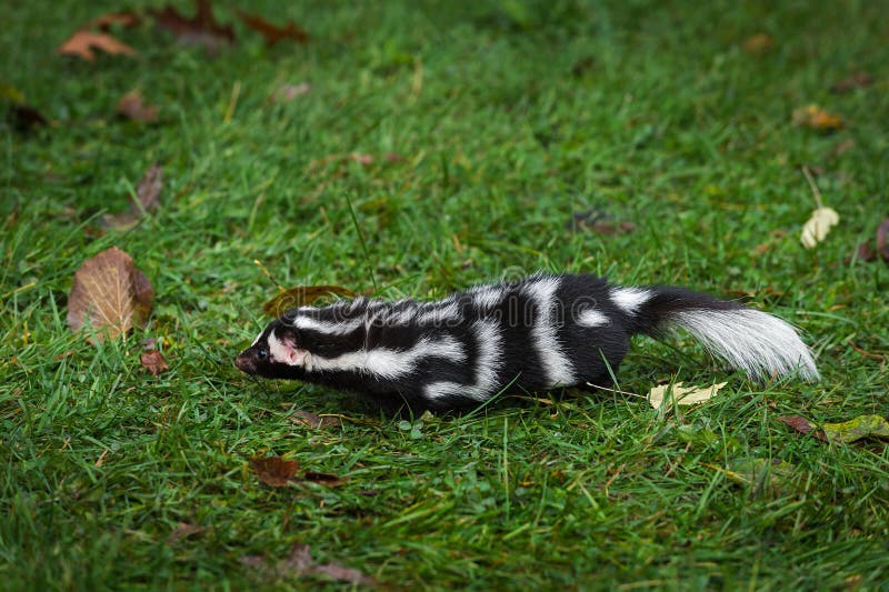 989 。skunk Grass Stock Photos - Free & Royalty-Free Stock Photos from ...