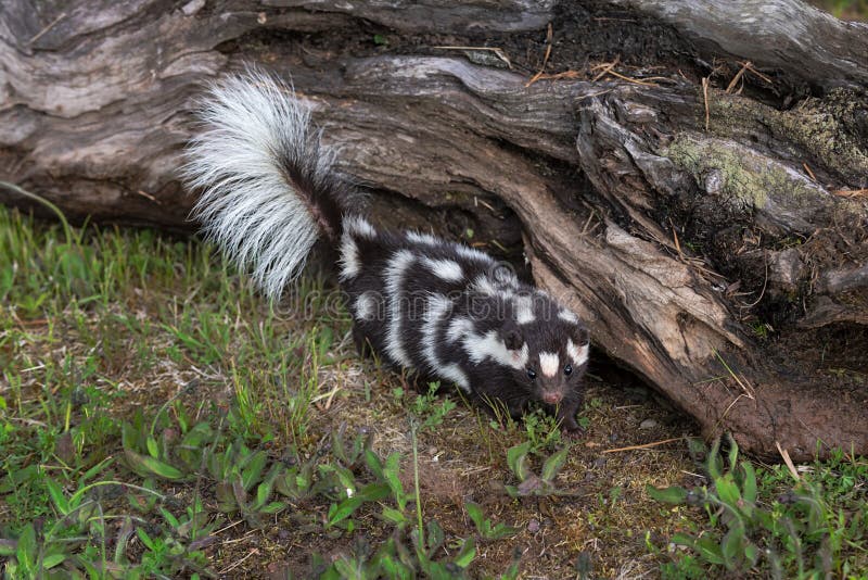 Eastern Spotted Skunk Spilogale Putorius Walks Forward Next To Log ...