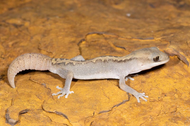 Eastern Stone Gecko stock image. Image of lizard, nature - 226572633