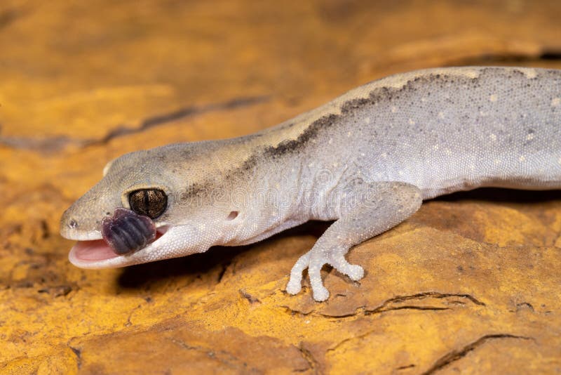 Eastern Stone Gecko stock photo. Image of gecko, nocturnal - 226572654