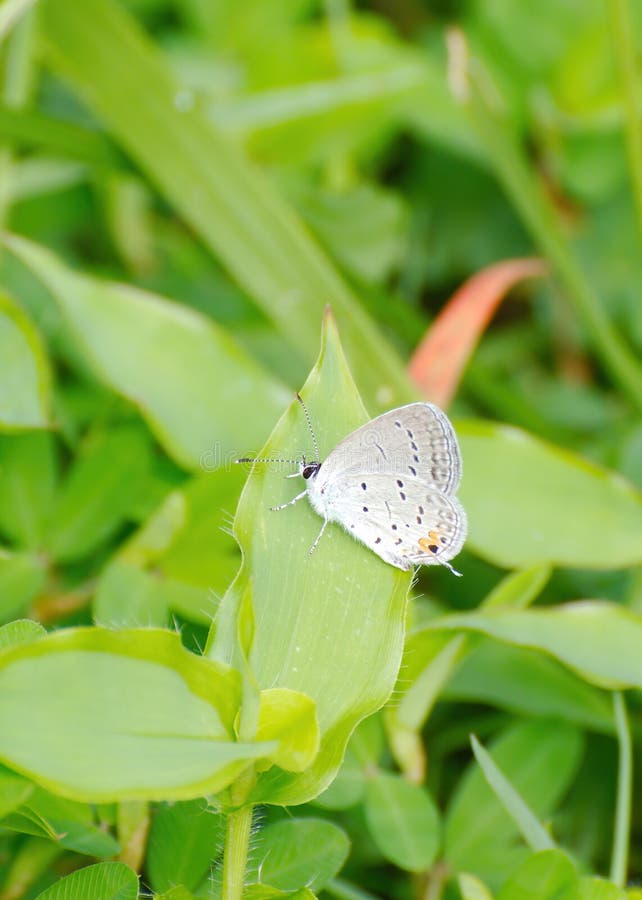 An Eastern Tailed-Blue Gossamer Wing Butterfly Rests on a Leaf Stock ...