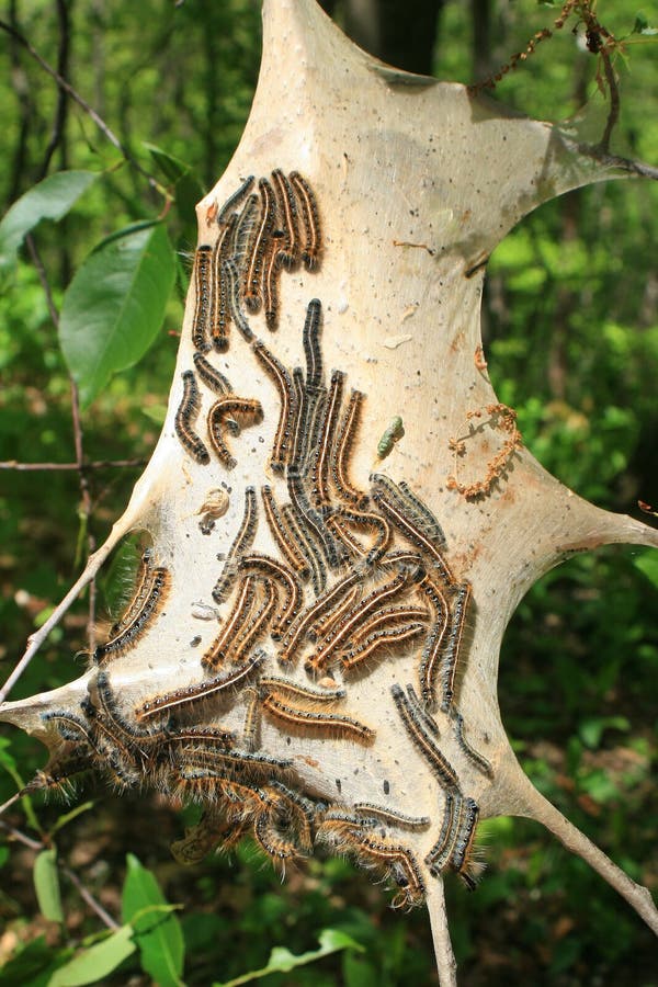 Eastern Tent Caterpillar stock image. Image of isolated, nature - 4361