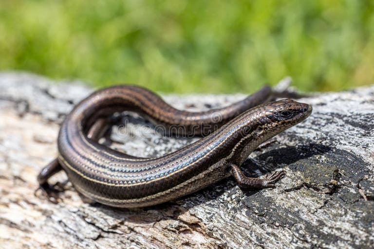 Eastern Three-lined Skink stock photo. Image of wildlife - 258657334