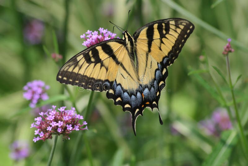Eastern Tiger Swallowtail stock image. Image of flying - 18803499