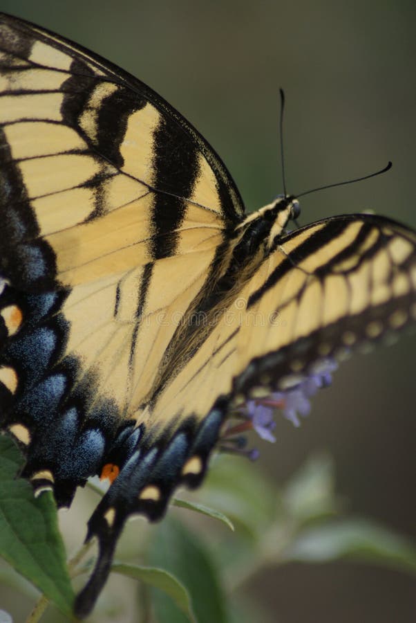Eastern Tiger Swallowtail Butterfly Stock Photo - Image of papilio ...