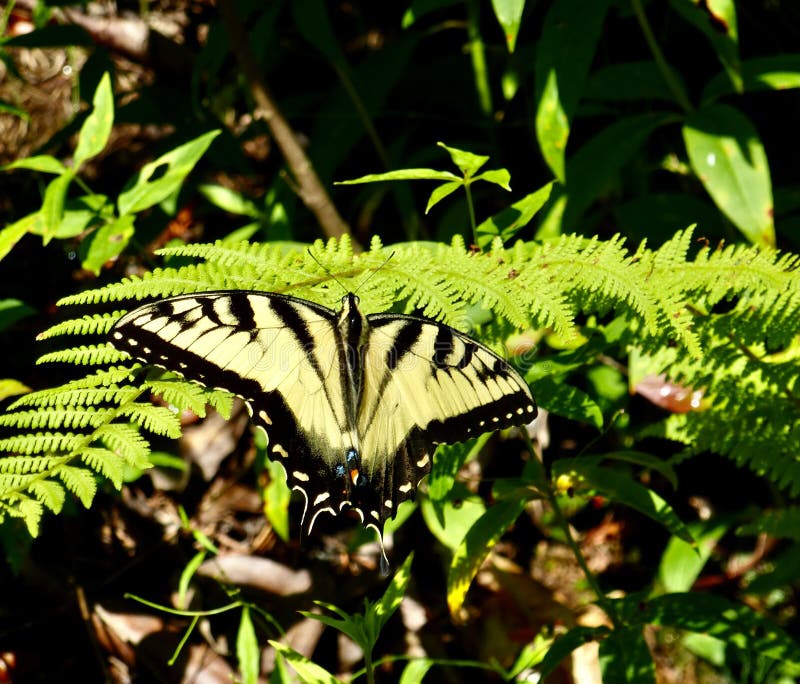 Eastern Tiger Swallowtail on Ferns in a Garden Stock Photo - Image of ...