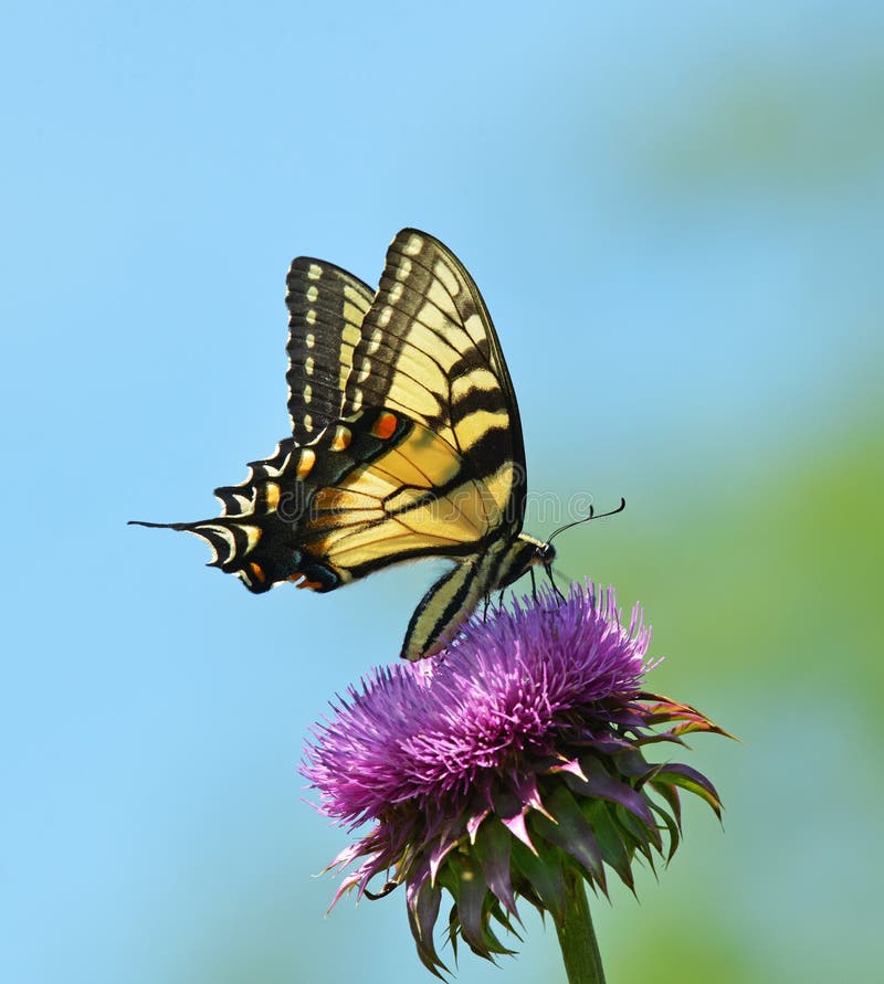 Eastern Tiger Swallowtail Side View Stock Photo - Image of side ...