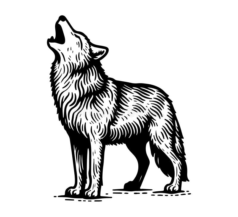 Eastern Timber Wolf Hand Drawn Vintage Vector Illustration Stock ...