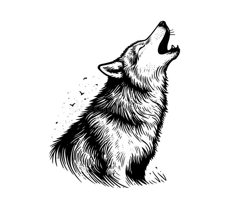 Eastern Timber Wolf Hand Drawn Vintage Vector Illustration Stock ...