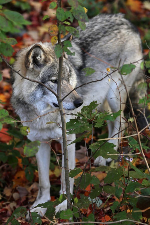 Eastern Timber Wolves Howling on a Rock. Stock Photo - Image of timber ...