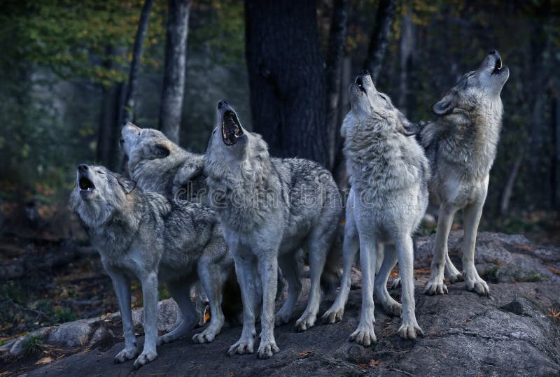 Eastern Timber Wolves Howling on a Rock. Stock Image - Image of nature ...