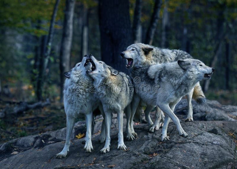 Eastern Timber Wolves Howling on a Rock. Stock Photo - Image of eastern ...