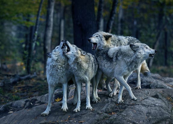 Eastern Timber Wolves Howling on a Rock. Stock Photo - Image of eastern ...