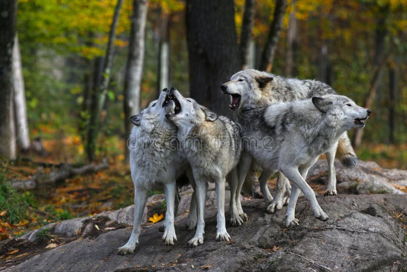 Eastern Timber Wolves Howling on a Rock. Stock Photo - Image of timber ...