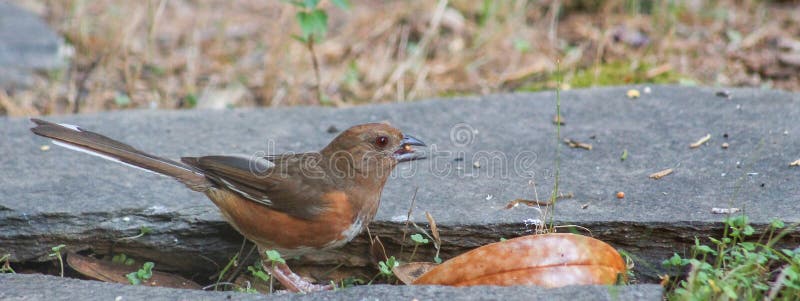 Eastern Towhee stock photo. Image of summer, north, wings - 57451316