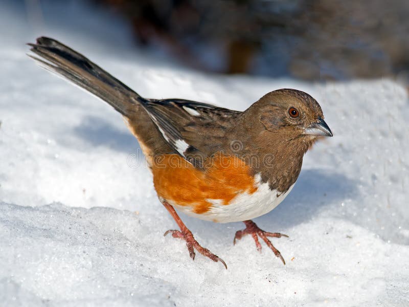 Female Eastern Towhee stock photo. Image of female, snow - 51386664