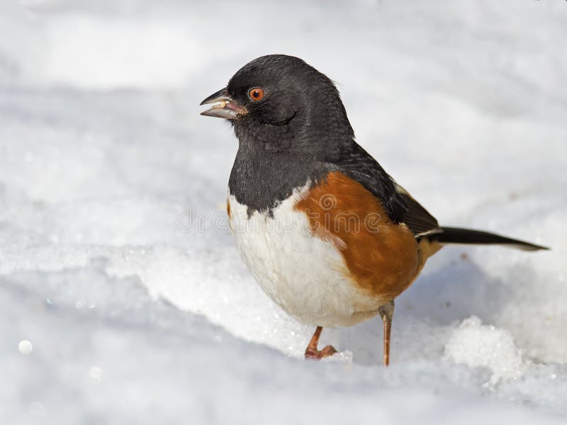 Eastern Towhee stock photo. Image of erythrophthalmus - 85096334