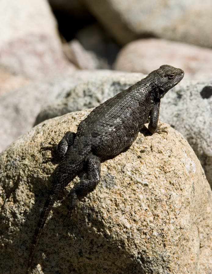 Lizard Picture. Image: 223798