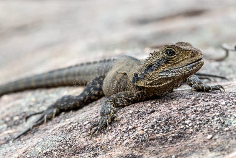 Eastern Water Dragon stock image. Image of sandstone - 258507431