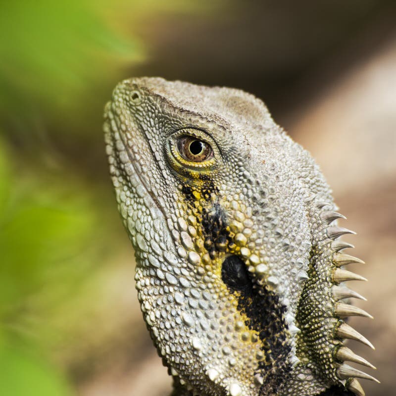 Eastern Water Dragon Lizard Stock Image - Image of closeup, looking ...