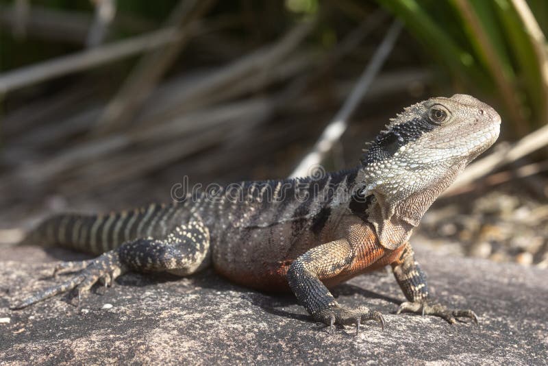 Eastern Water Dragon stock photo. Image of australia - 272140750