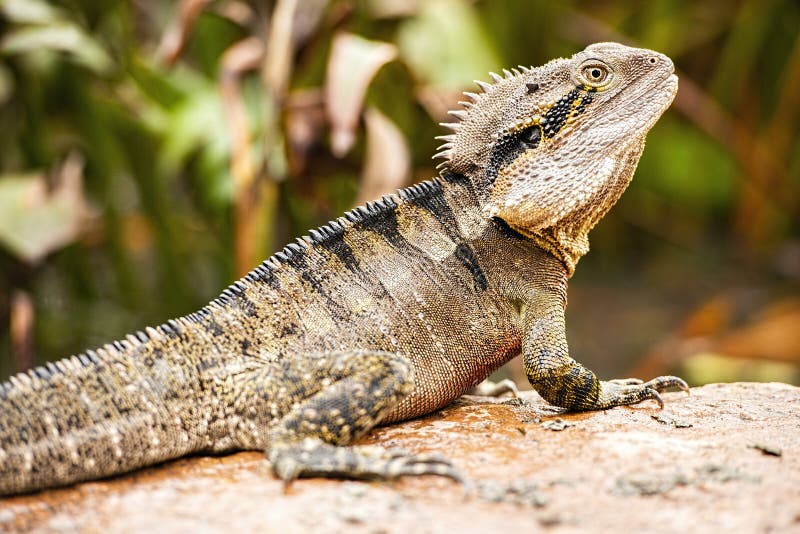 Eastern Water Dragon stock photo. Image of reptile, dragon - 146689400