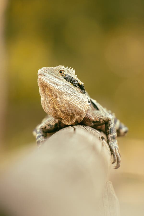 Eastern Water Dragon stock photo. Image of dragon, australian - 161854458