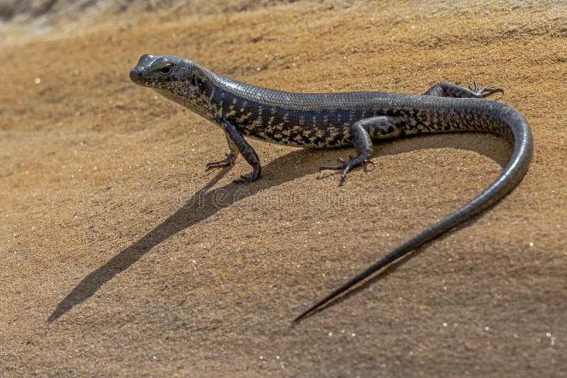 Eastern Water Skink stock photo. Image of wildlife, eastern - 258507400
