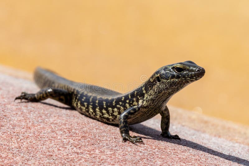 Eastern Water Skink stock photo. Image of basking, rock - 258507404