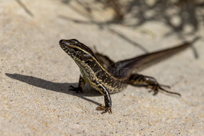 Eastern Water Skink stock image. Image of nature, australia - 214521601