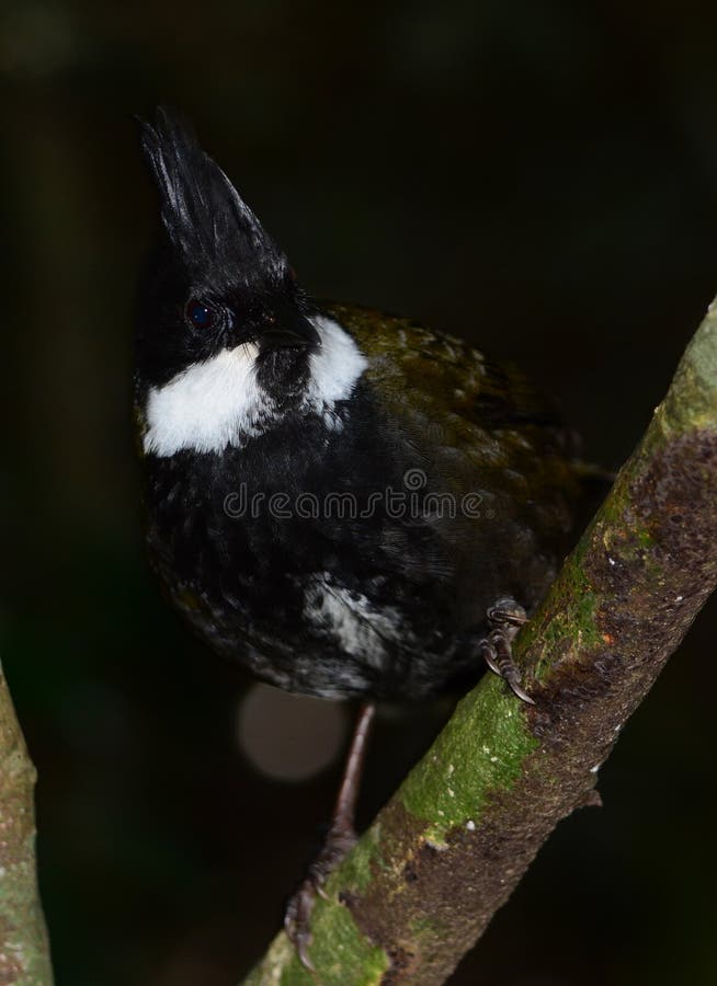 Eastern whip bird stock photo. Image of australia, white - 65434646