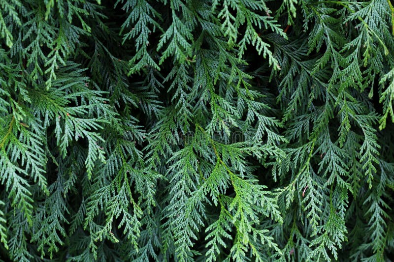 Eastern White Cedar Hedging Background Stock Image - Image of foliage ...