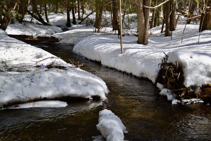 Eastern White Cedar (Thuja Occidentalis) Trees Casting Shadows Over ...