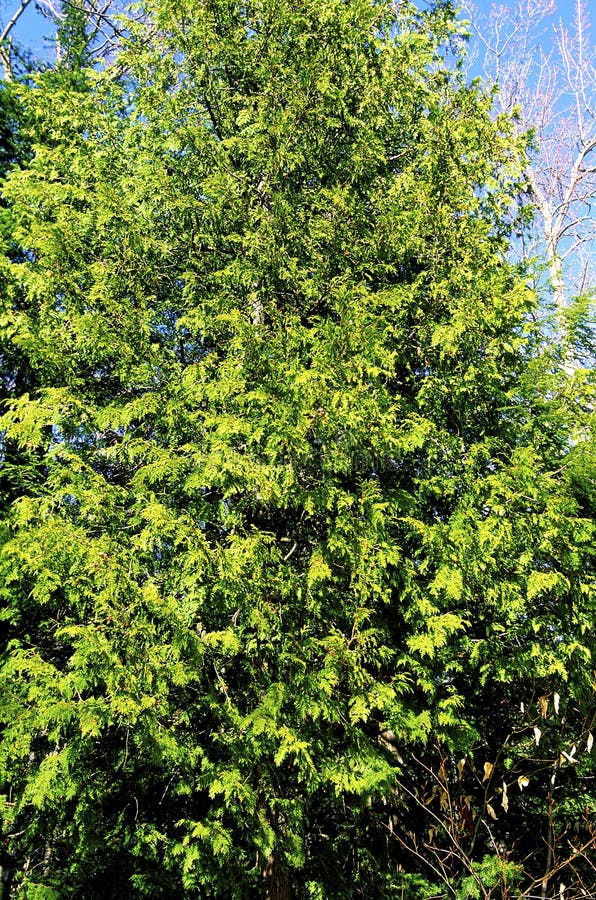 Eastern White Cedar 36526 stock photo. Image of thuja - 197738136