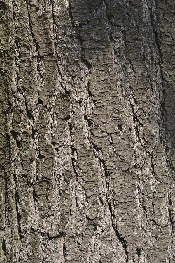 Eastern white pine stock photo. Image of northern, weymouth - 274376198