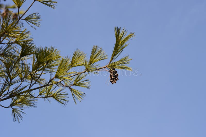 Eastern white pine stock photo. Image of tree, plant - 238164344