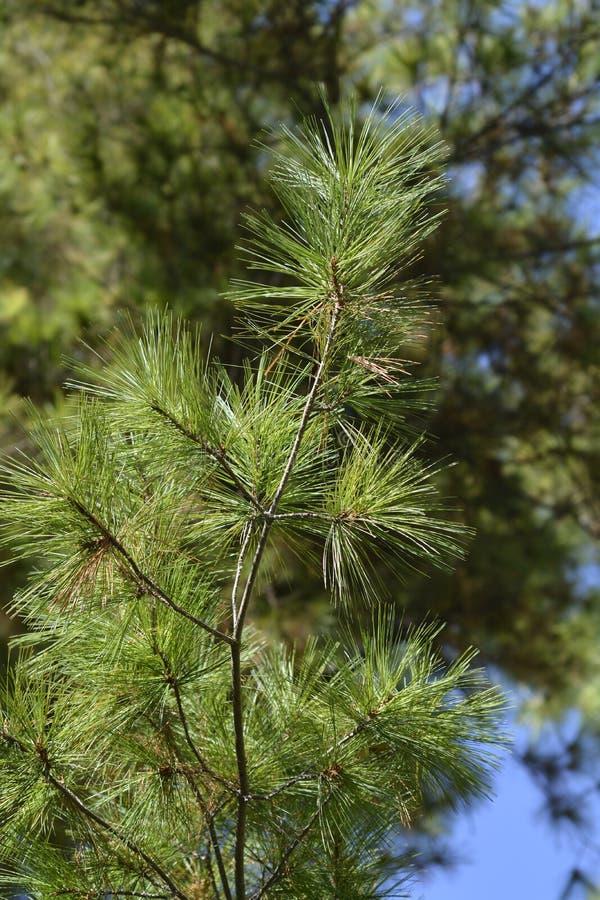 Eastern white pine stock photo. Image of weymouth, pine - 203784740