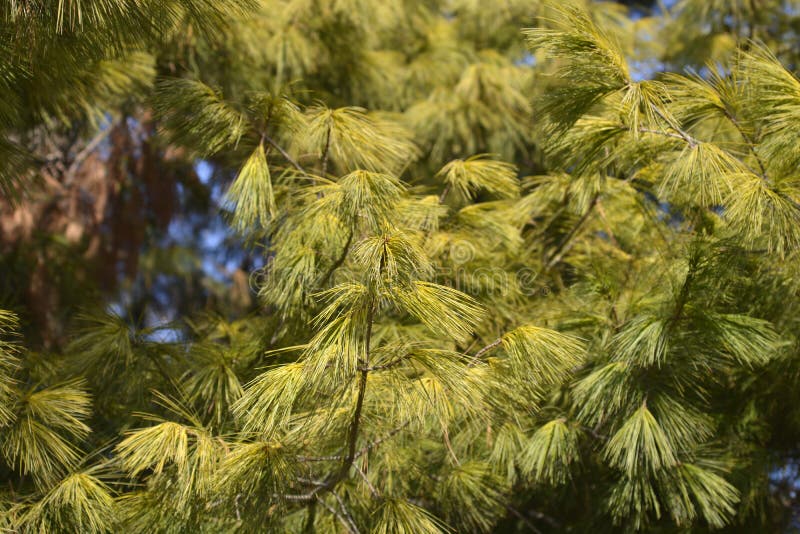 Eastern white pine stock photo. Image of soft, foliage - 241423880