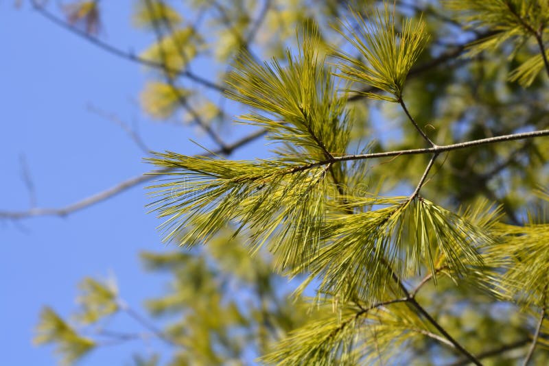 Eastern white pine stock photo. Image of outdoors, white - 242292640