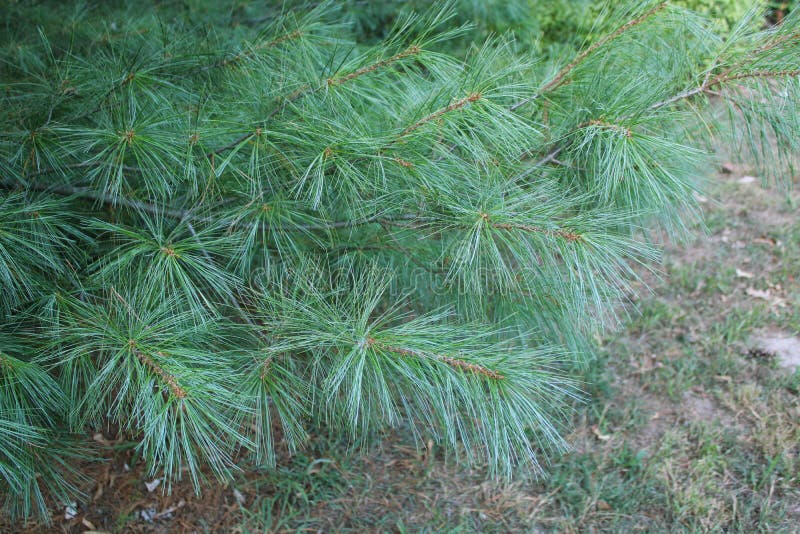 An Eastern White Pine Branch Stock Image - Image of foliage, branches ...