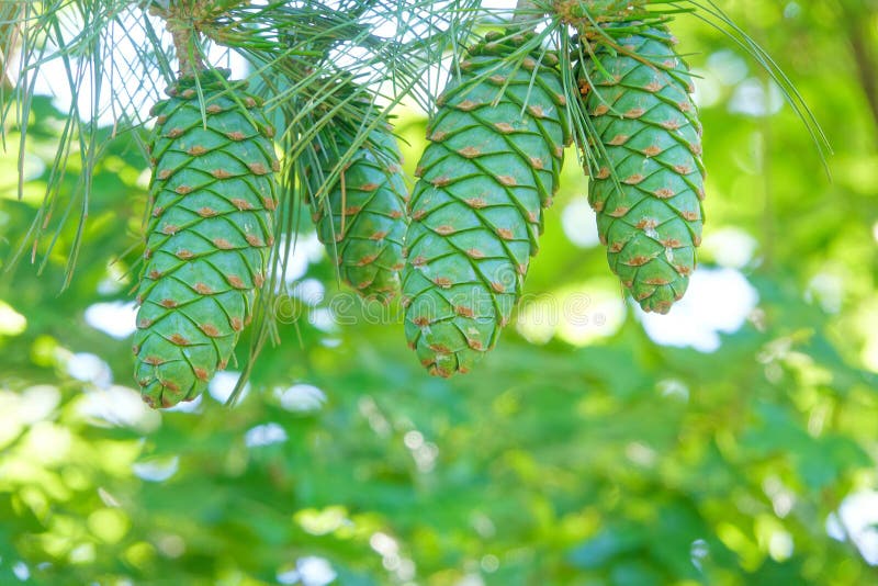 Eastern White Pine stock image. Image of fruit, nature - 184926431