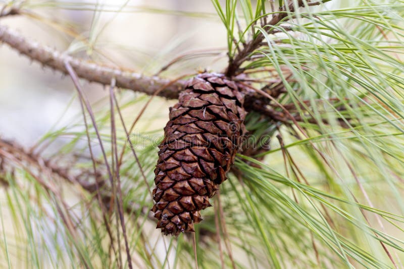 Eastern white pine stock photo. Image of botany, outdoor - 361277760