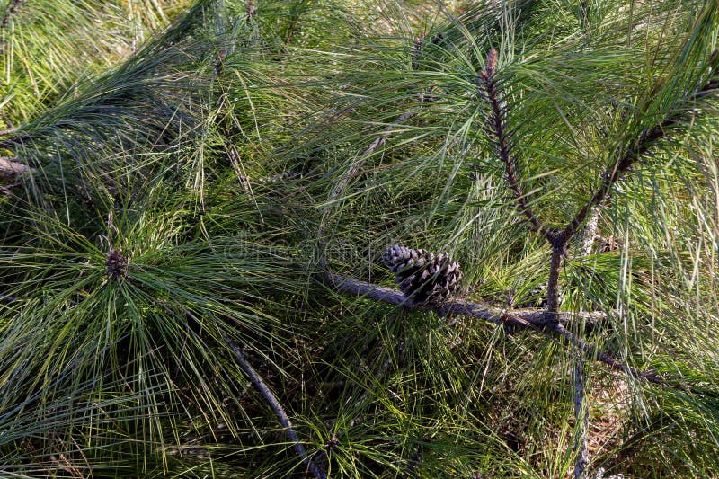 Eastern white pine stock image. Image of pinecone, wildlife - 369138099