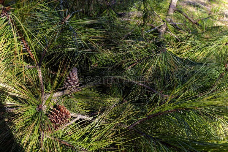 Eastern white pine stock photo. Image of garden, wood - 369138104
