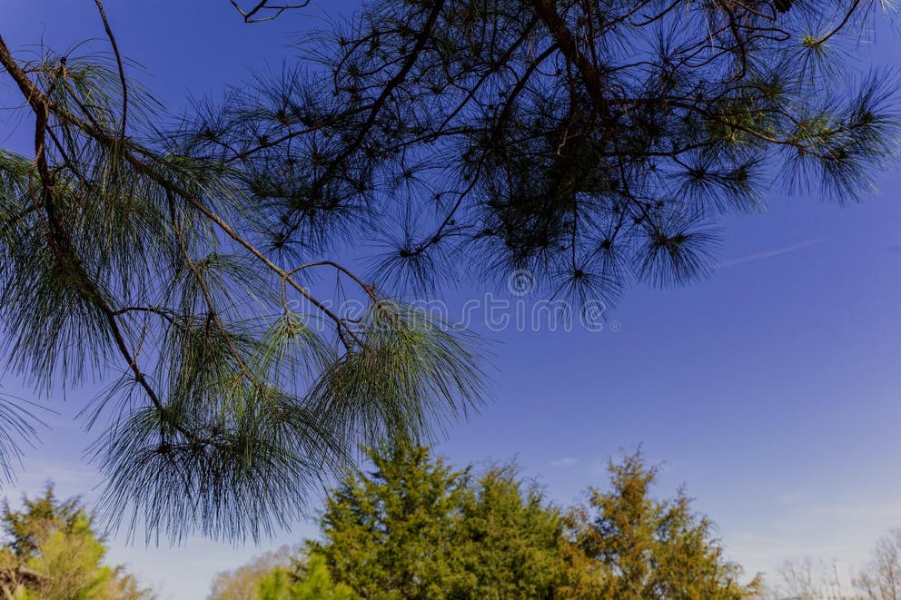 Eastern white pine stock photo. Image of detailed, ecology - 369138130