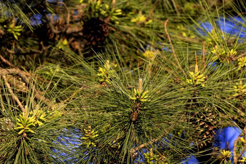 The eastern white pine stock image. Image of park, pinecone - 373243925