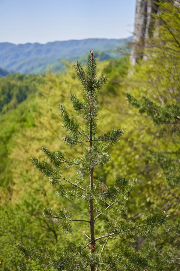 Eastern White Pine (Pinus Strobus) Reflecting on Water Along Hiking ...