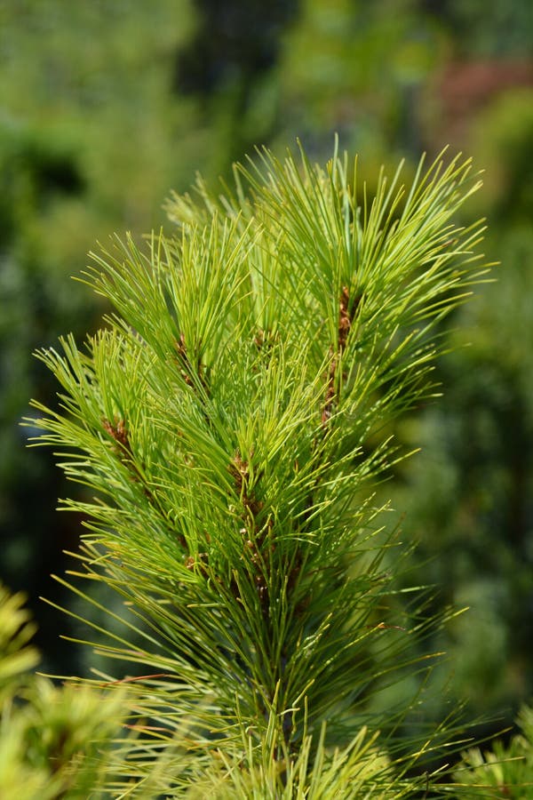 Eastern white pine stock image. Image of strobus, pine - 158244983