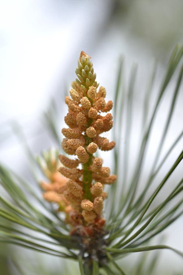 217 White Pine Pollen Cone Stock Photos - Free & Royalty-Free Stock ...